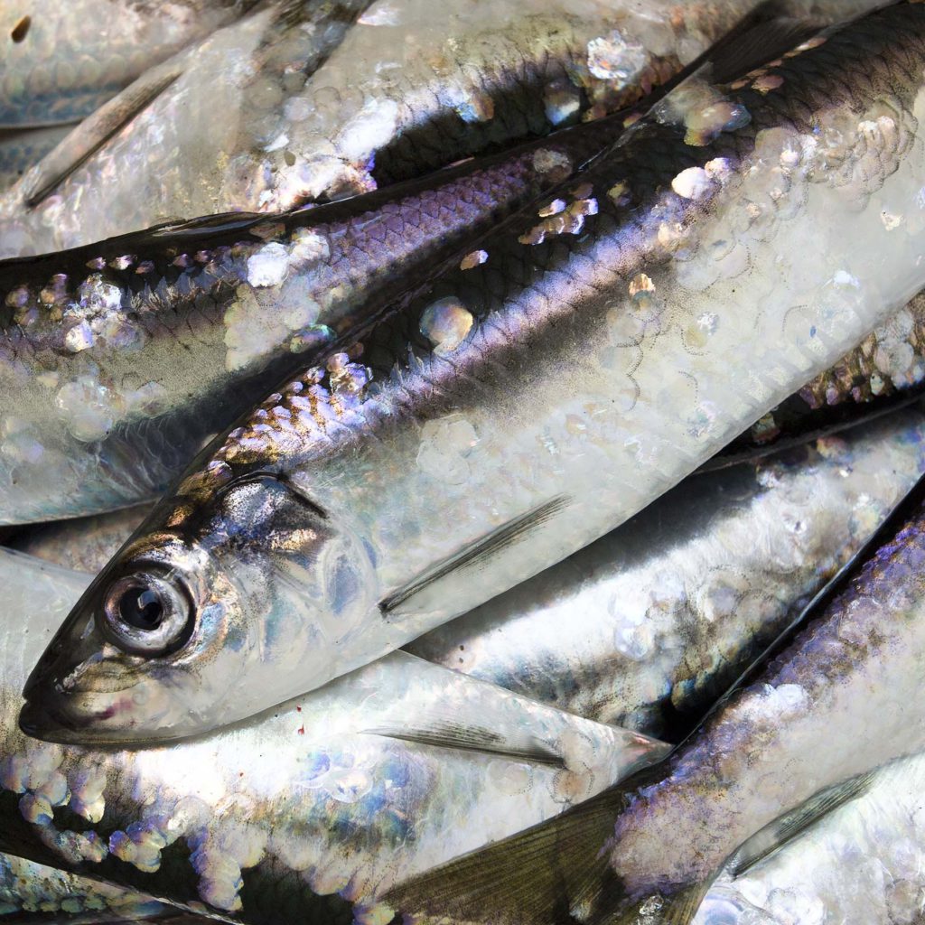 Wat is het kaken van haring? - Gilco